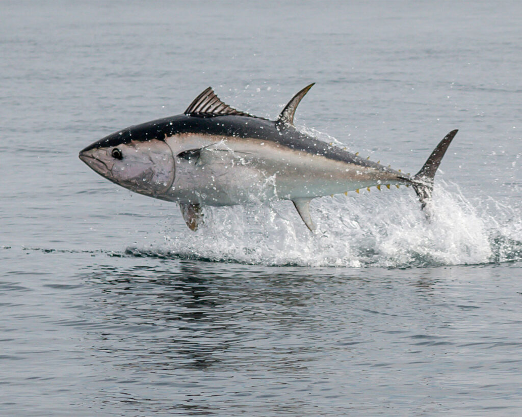 Bluefin Tuna Selection and Service from Sea to Plate
